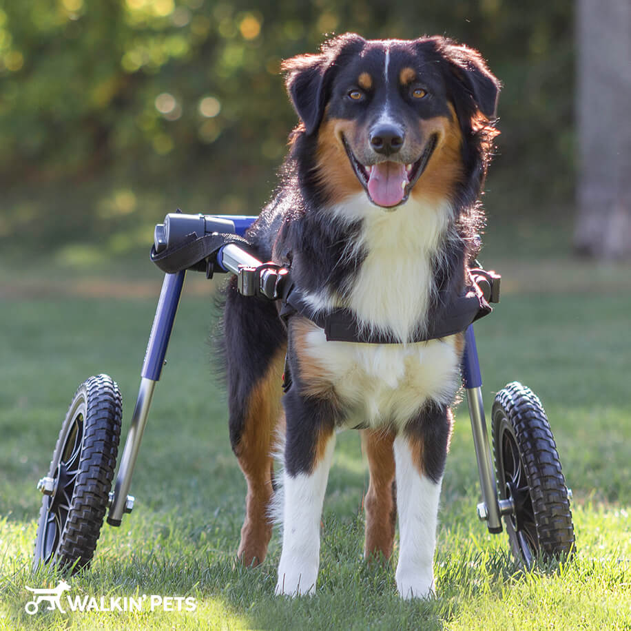 Walkin' Pets – K9 Mobility