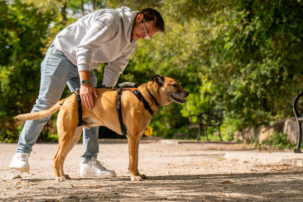 Help 'Em Up Harness UK - Full Body Lifting Harness for Dogs – K9 Mobility