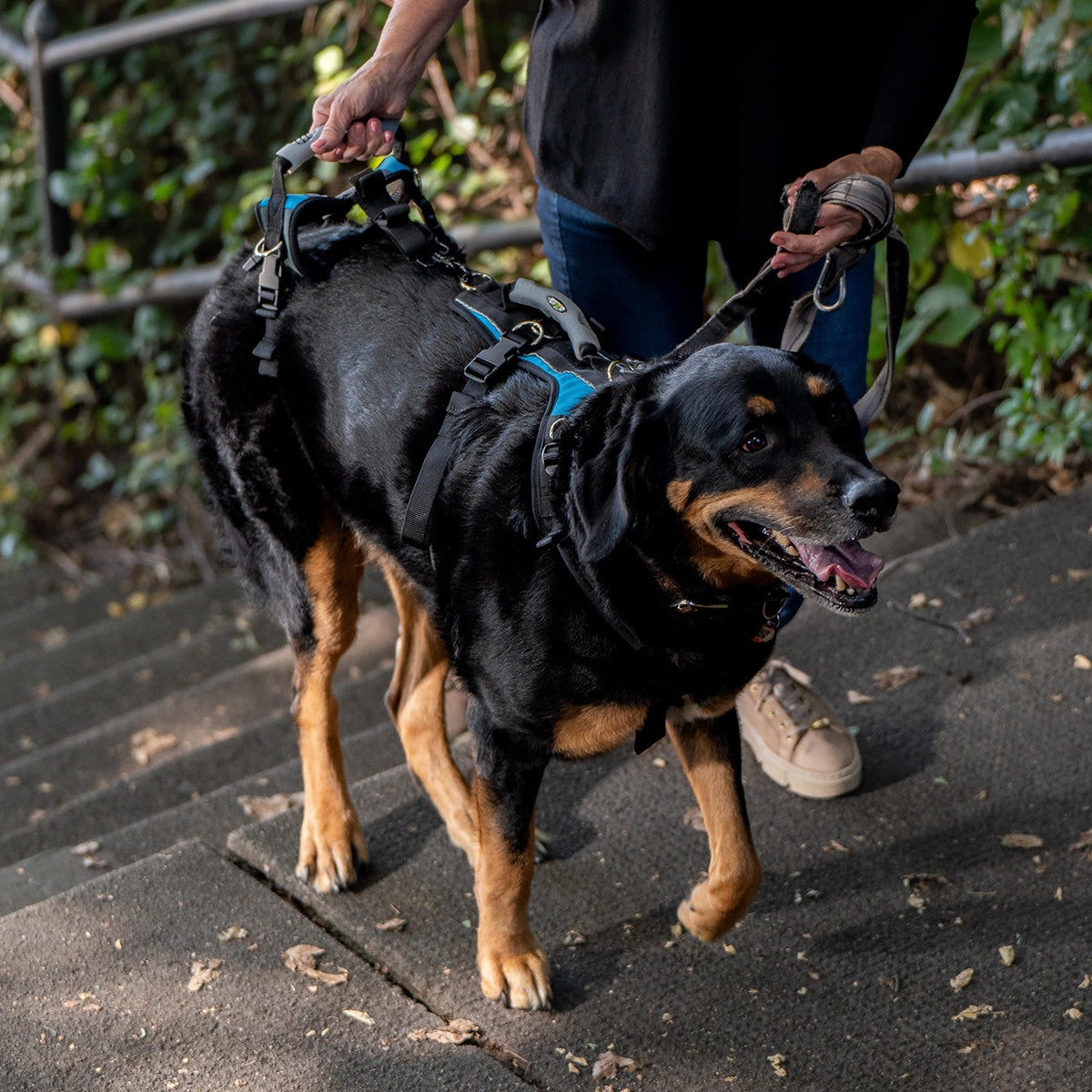 Help 'Em Up Harness UK - Full Body Lifting Harness for Dogs – K9 Mobility