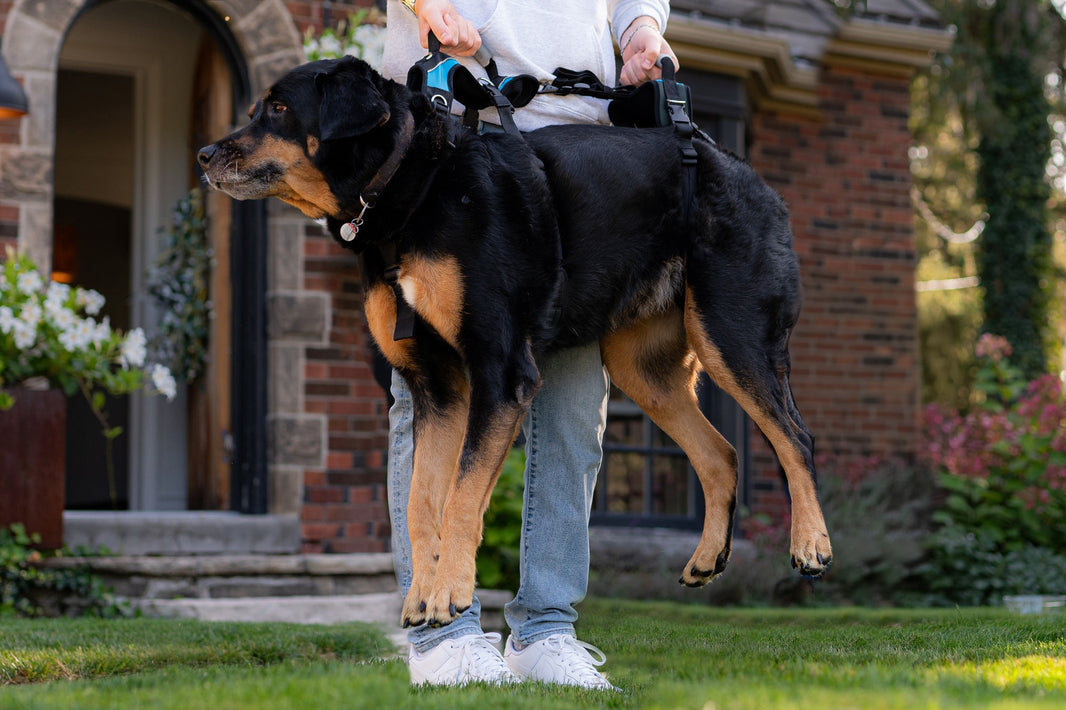 Help 'Em Up – K9 Mobility