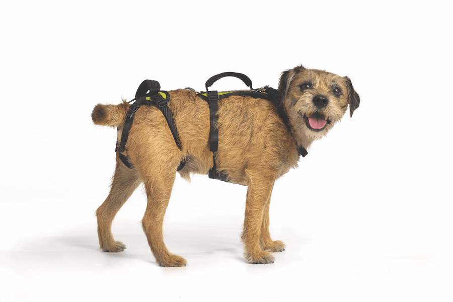 Help 'Em Up Harness UK - Full Body Lifting Harness for Dogs – K9 Mobility
